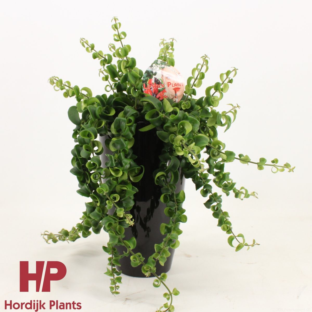 Aeschynanthus 'Rasta' — Plant Wholesale FlorAccess