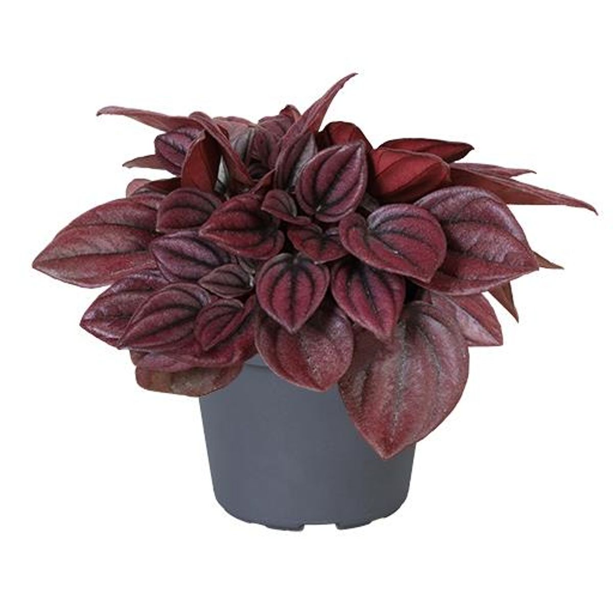 Peperomia caperata 'Cayenne' — Plant Wholesale FlorAccess