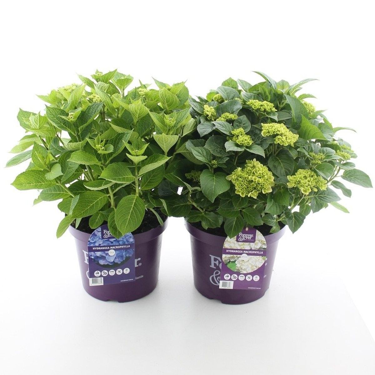 Hydrangea macrophylla FOREVER & EVER MIX — Plant Wholesale FlorAccess