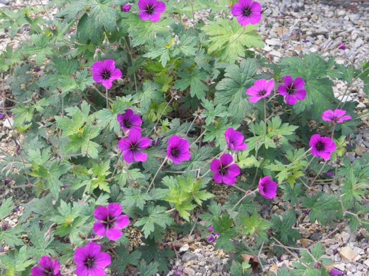 Geranium 'Anne Thomson' — Plant Wholesale FlorAccess