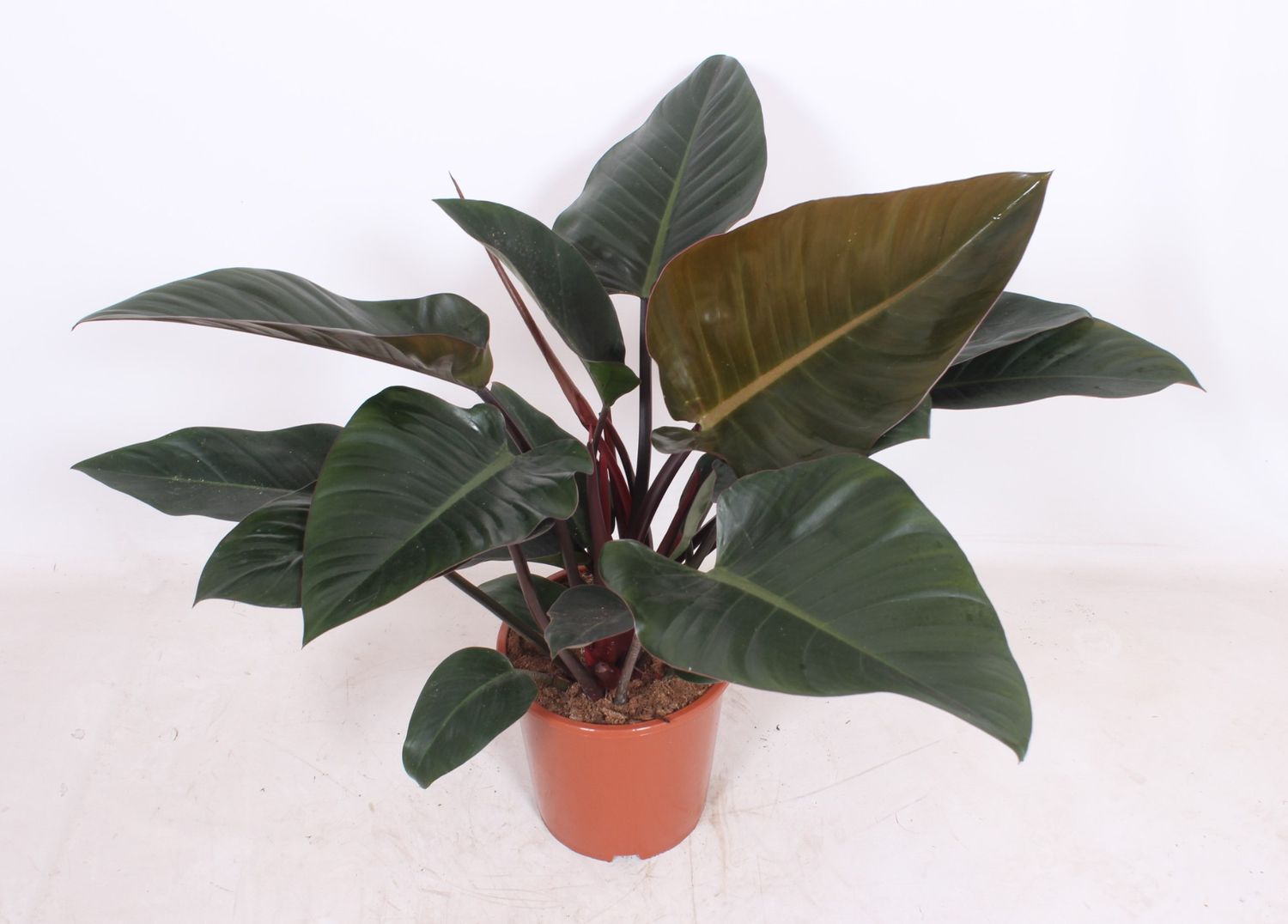 Philodendron 'Red Congo' — Plant Wholesale FlorAccess