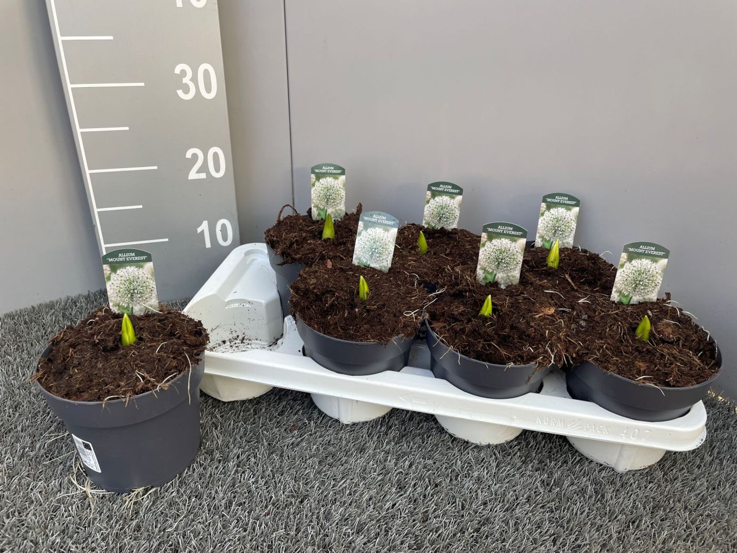 Allium stipitatum 'Mount Everest' — Plant Wholesale FlorAccess