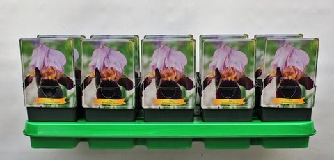 Iris 'Bruno' — Plant Wholesale FlorAccess