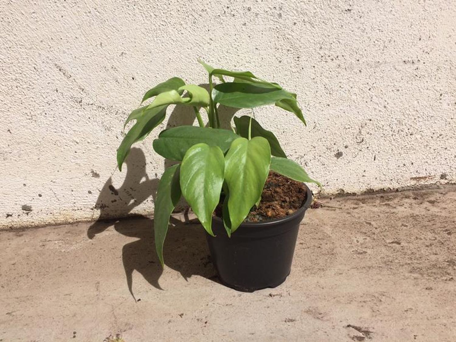 Philodendron 'Minima' — Plant Wholesale FlorAccess