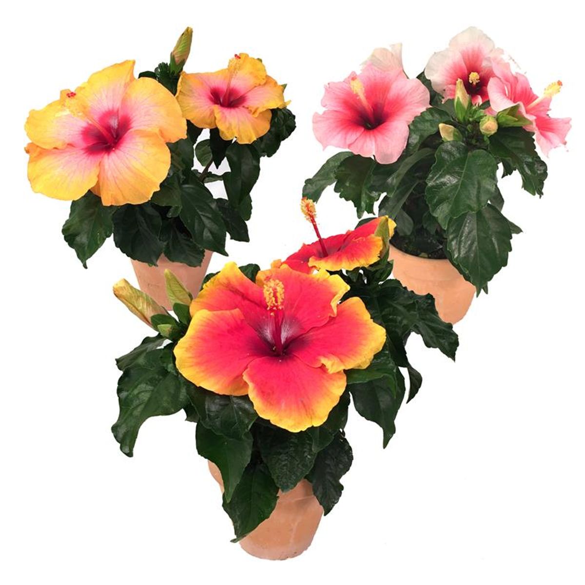 Hibiscus rosa-sinensis MIX — Plant Wholesale FlorAccess