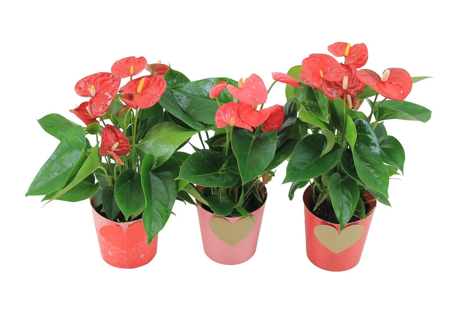 Anthurium FLAMINGO MIX — Plant Wholesale FlorAccess