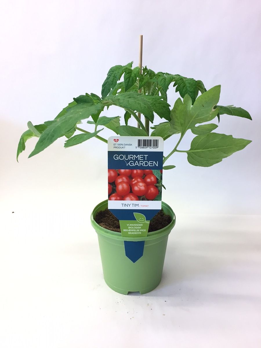 Solanum lycopersicum 'Tiny Tim' — Plant Wholesale FlorAccess