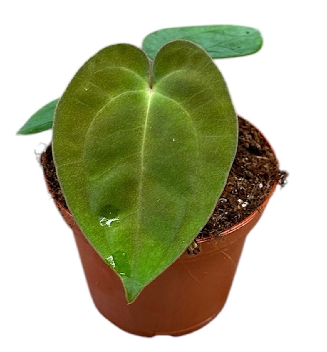 Anthurium papillilaminum — Plant Wholesale FlorAccess