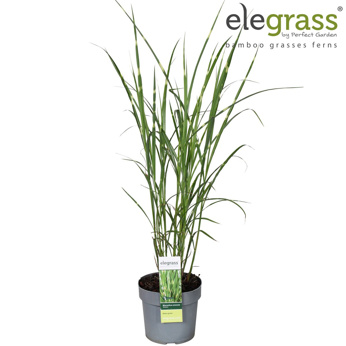 Miscanthus sinensis 'Strictus' — Plant Wholesale FlorAccess