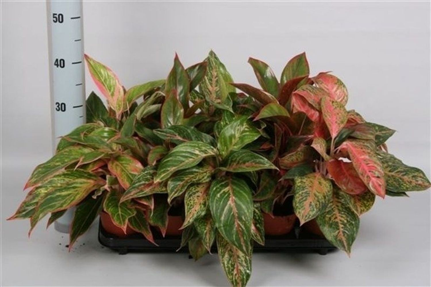 Aglaonema MIX — Pflanzengroßhandel FlorAccess