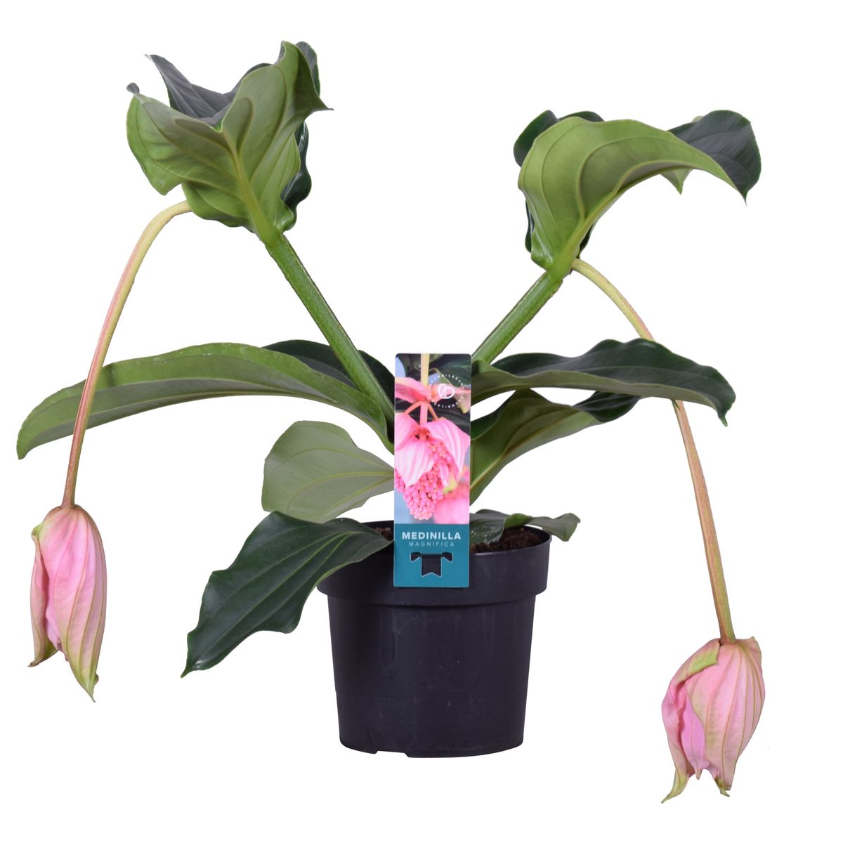 Medinilla magnifica — Plant Wholesale FlorAccess