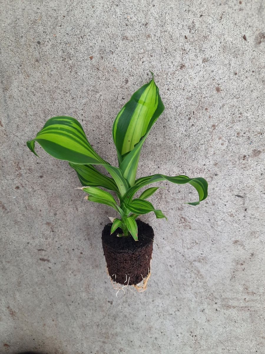 Dracaena fragrans 'Charley' — Plant Wholesale FlorAccess