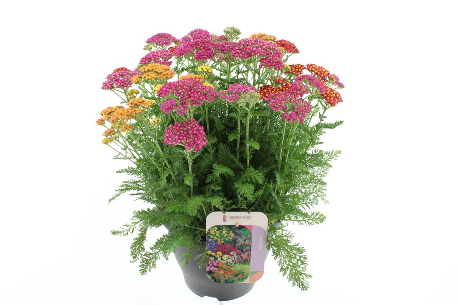 Achillea millefolium MILLY ROCK MIXMASTERS DANCE — Plant Wholesale ...