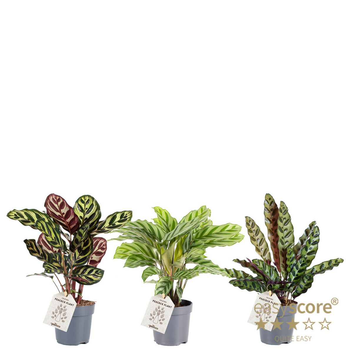 Calathea MIX — Plant Wholesale FlorAccess