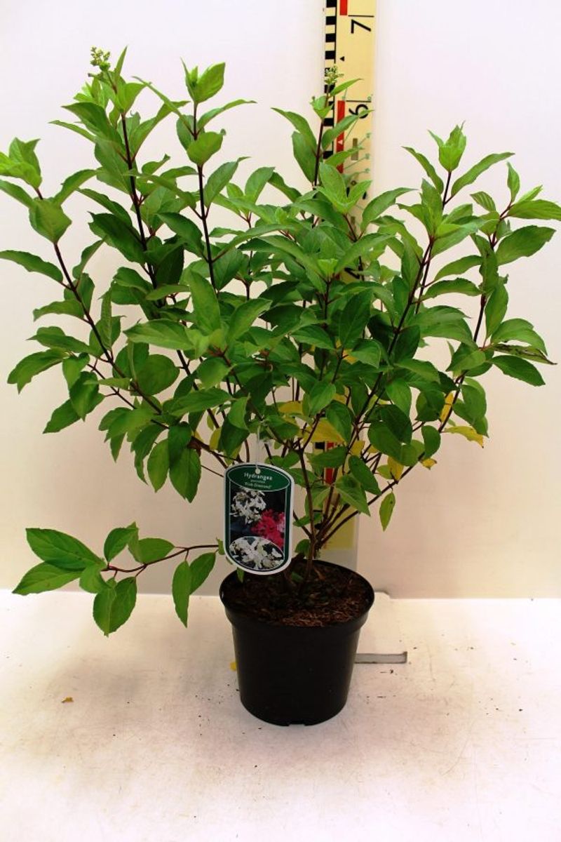 Hydrangea paniculata 'Pink Diamond' — Plant Wholesale FlorAccess