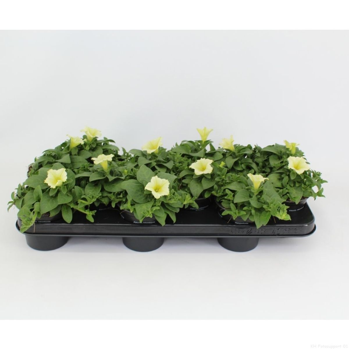 Petunia SURFINIA YELLOW — Plant Wholesale FlorAccess