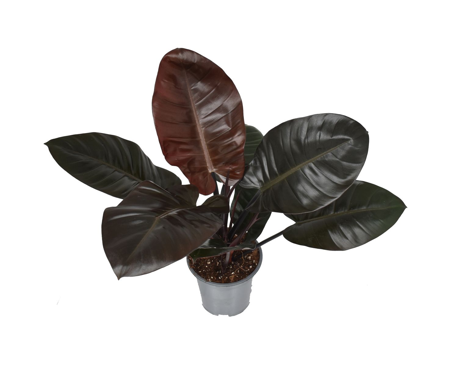 Philodendron BLACK CARDINAL — Plant Wholesale FlorAccess