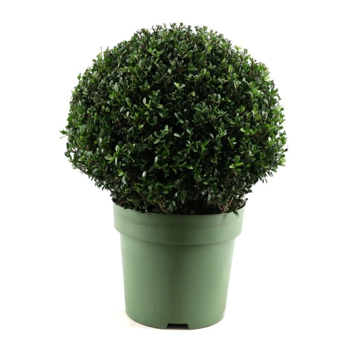 Ilex crenata — Plant Wholesale FlorAccess