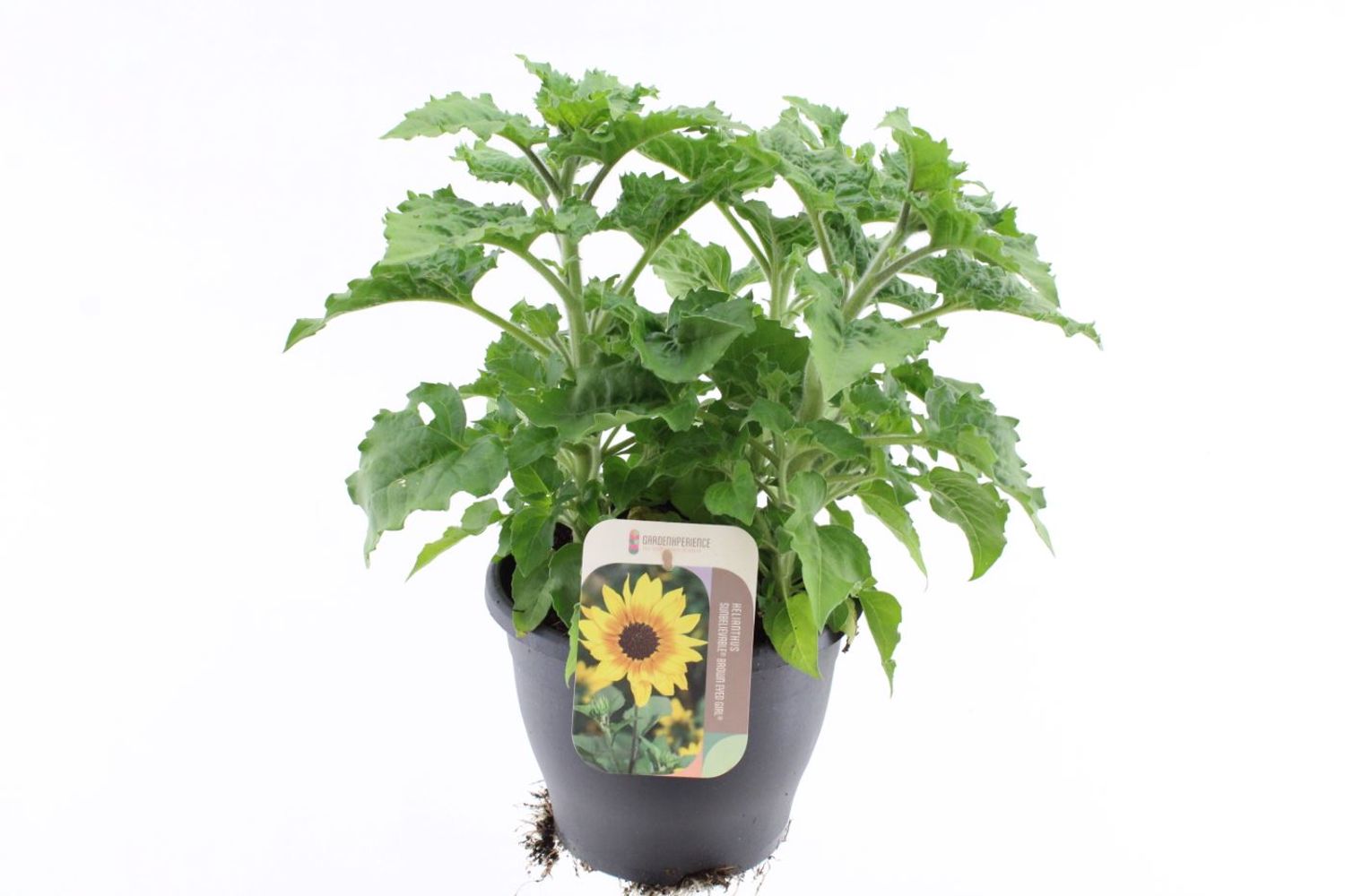 Helianthus annuus SUNBELIEVABLE BROWN EYED GIRL — Plant Wholesale ...