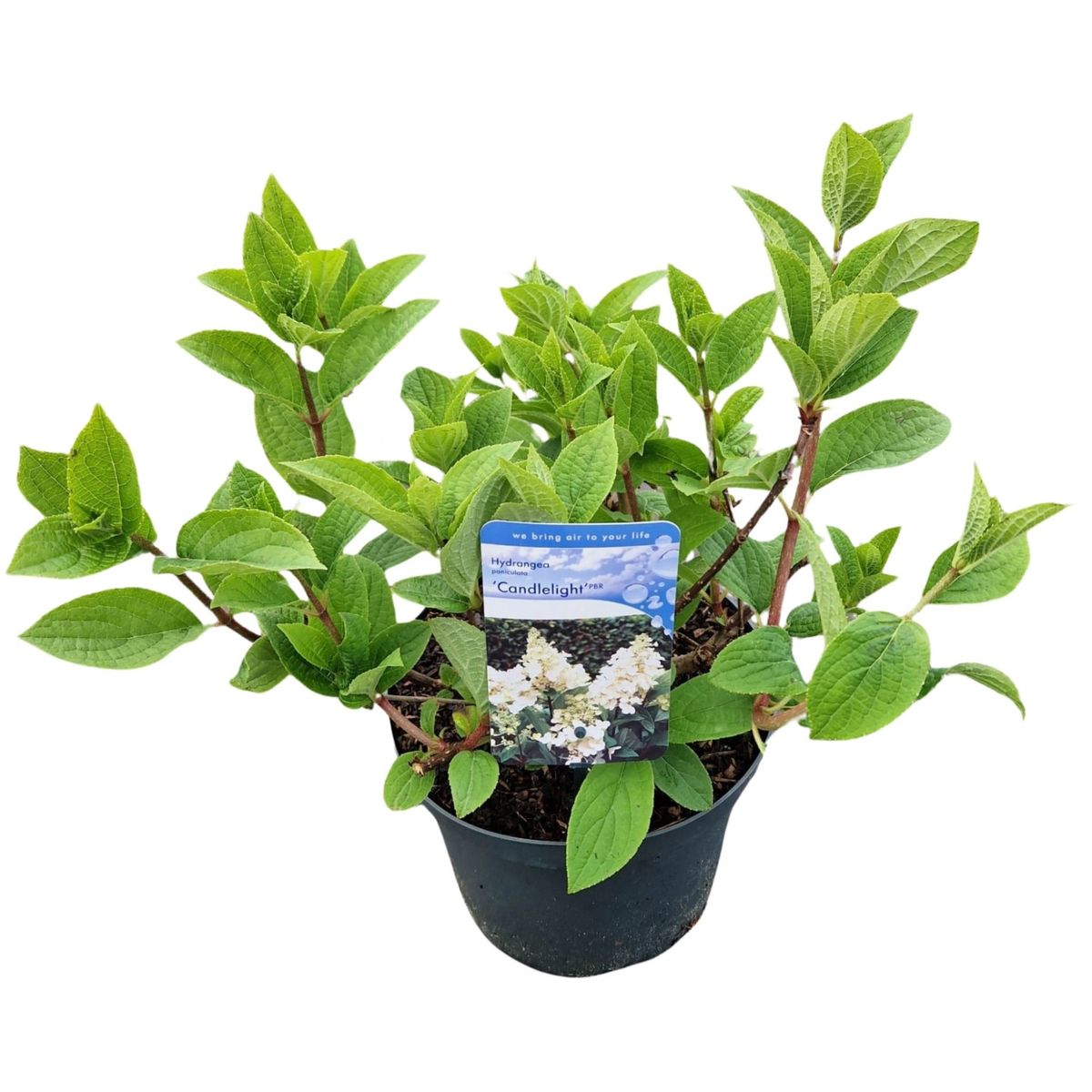Hydrangea paniculata CANDLELIGHT — Plant Wholesale FlorAccess