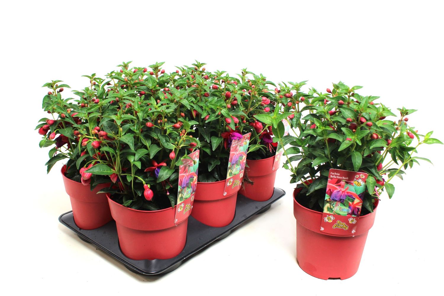 Fuchsia BELLA FUCHSIA VERA — Plant Wholesale FlorAccess