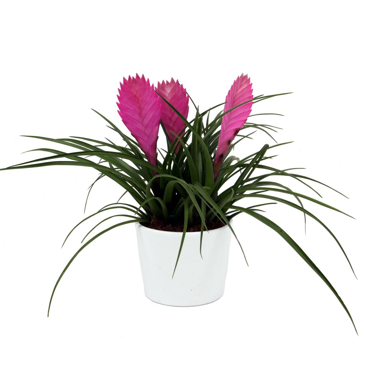 Tillandsia cyanea 'Anita' — Plant Wholesale FlorAccess