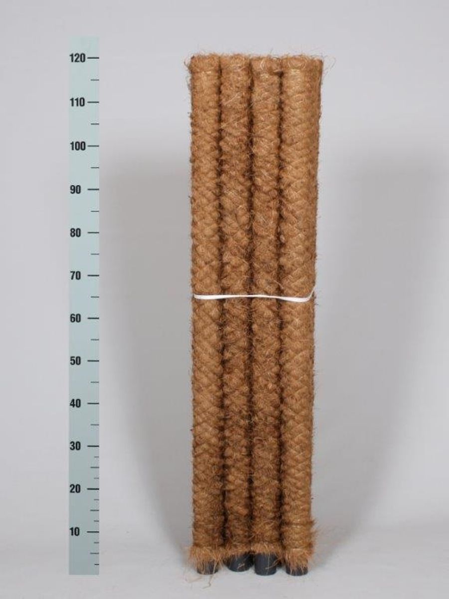 Moss stick — Plant Wholesale FlorAccess