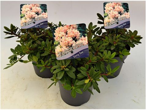 Rhododendron 'Ginny Gee' — Plant Wholesale FlorAccess