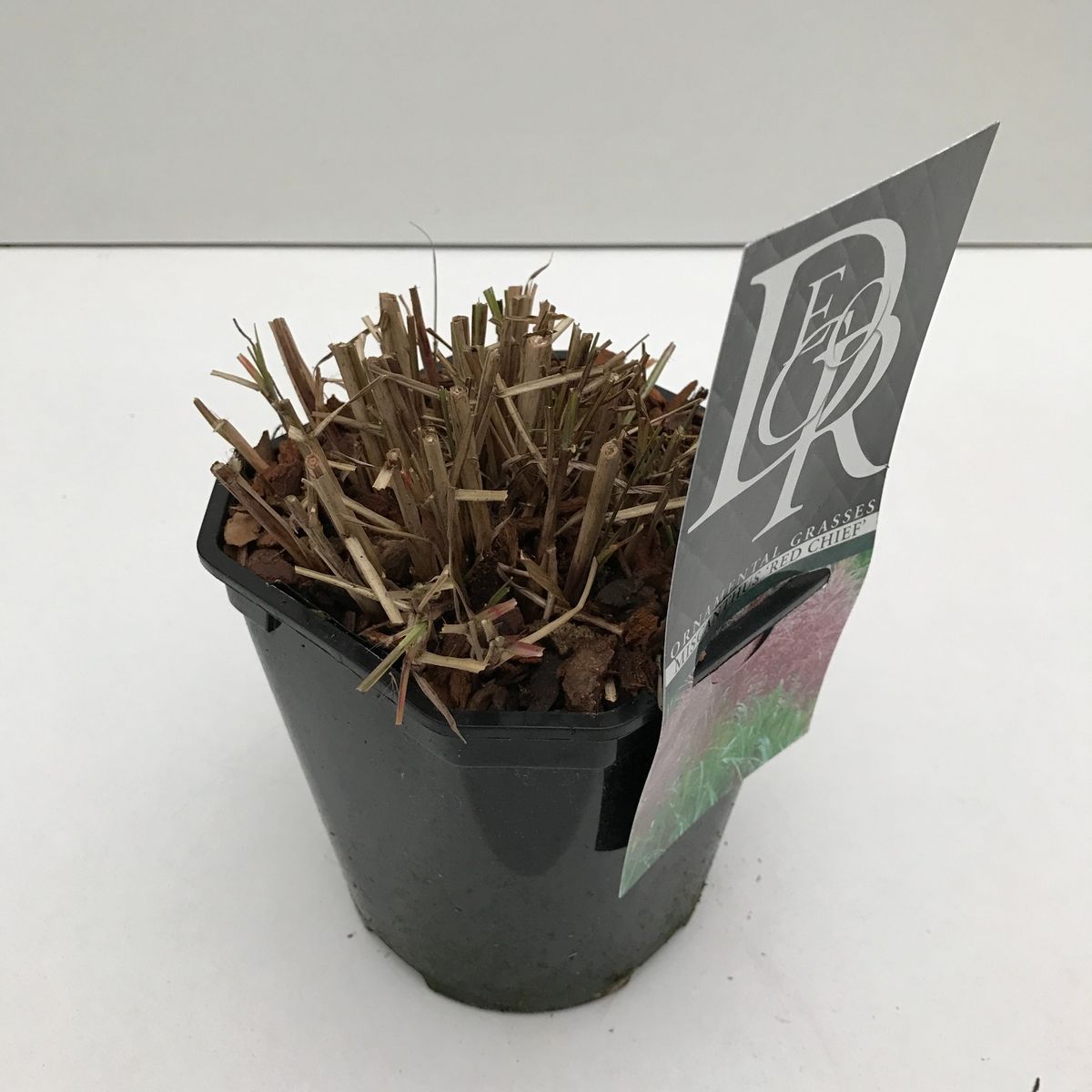 Miscanthus sinensis 'Red Chief' — Plant Wholesale FlorAccess