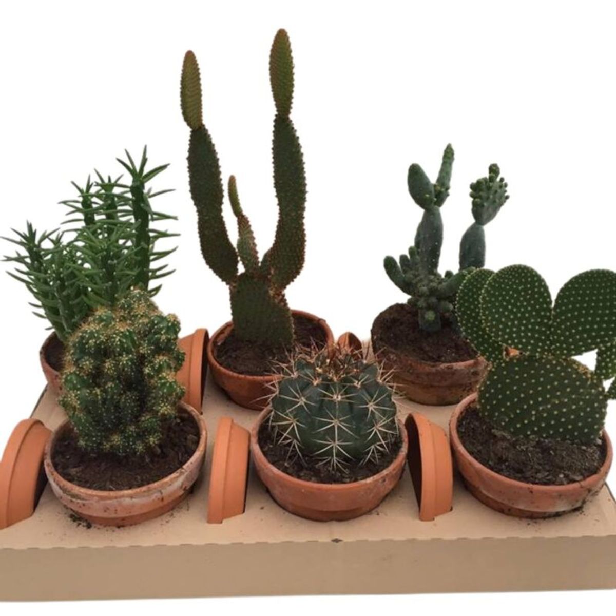 Cactus MIX — Plant Wholesale FlorAccess