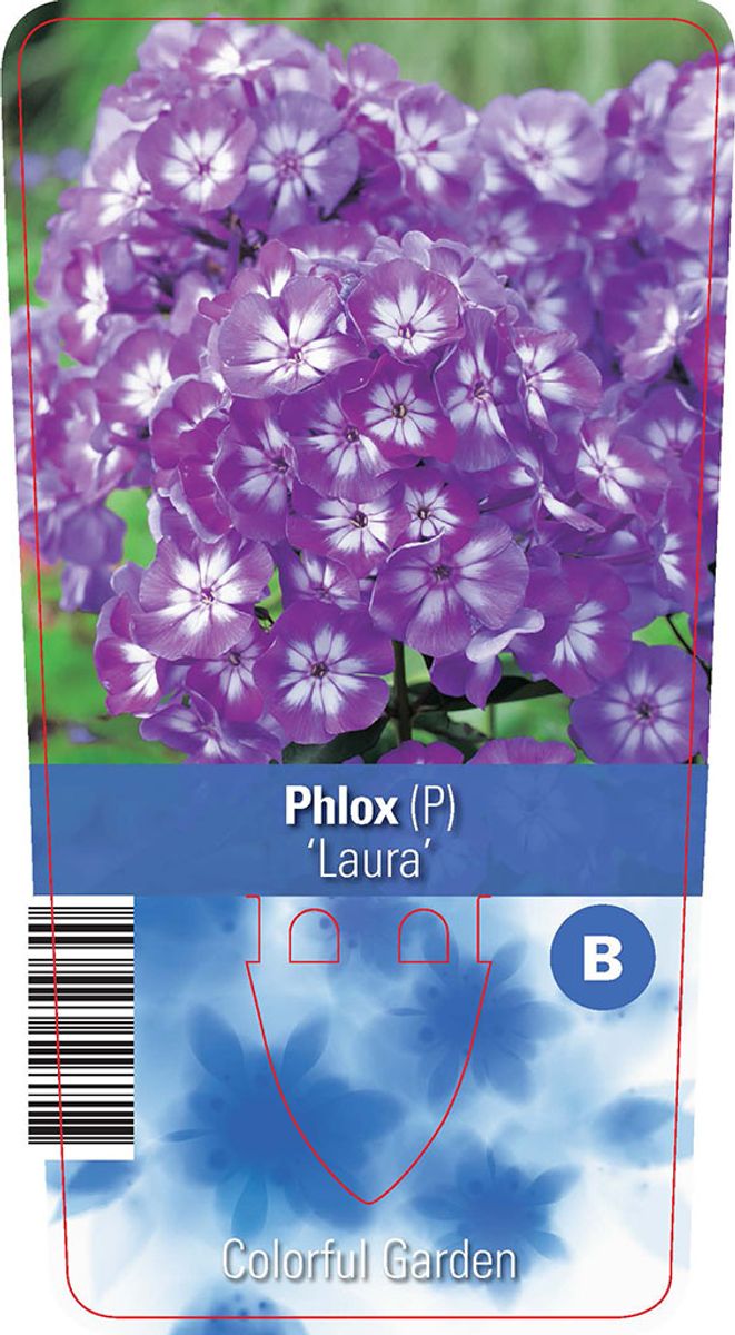 Phlox 'Laura' — Plant Wholesale FlorAccess