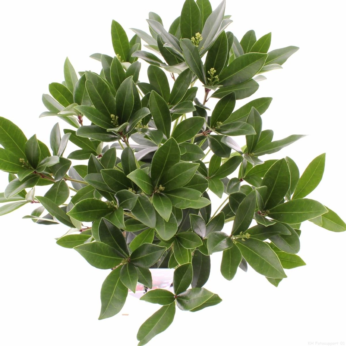 Skimmia japonica 'Rubella' — Plant Wholesale FlorAccess