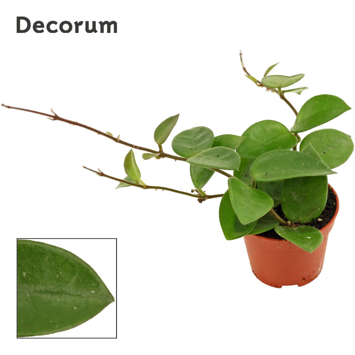 Hoya 'Chouke' — Plant Wholesale FlorAccess