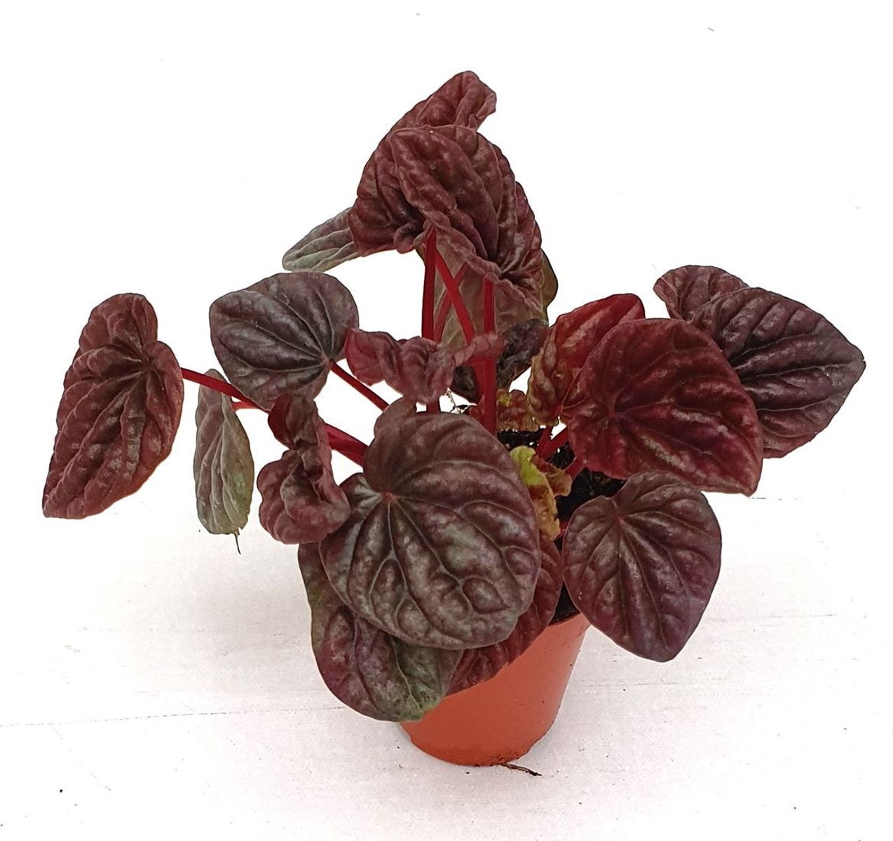 Peperomia caperata 'Red Luna' — Plant Wholesale FlorAccess