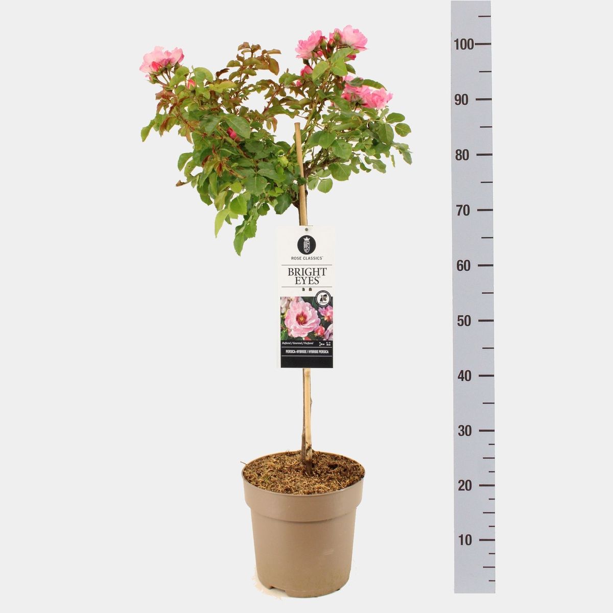 Rosa BRIGHT EYES — Toptan Bitki Satışı FlorAccess